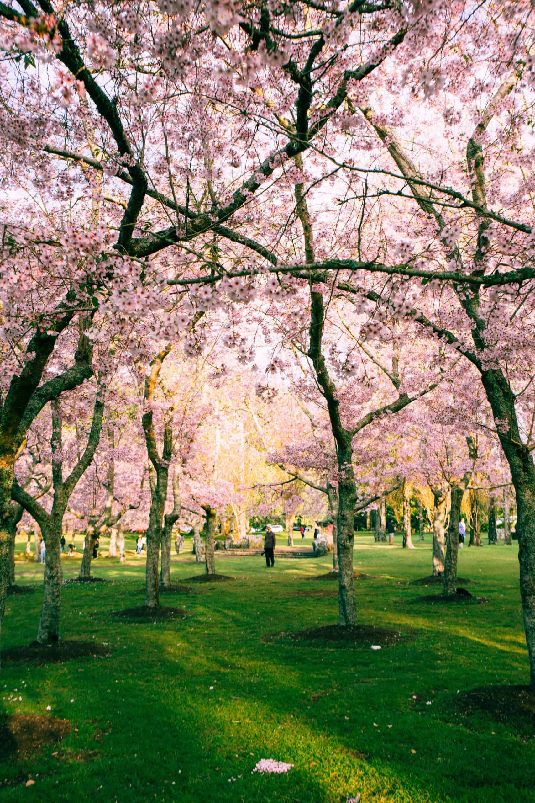 Cuándo es la temporada de floración de los cerezos en Tokio 2024 ...