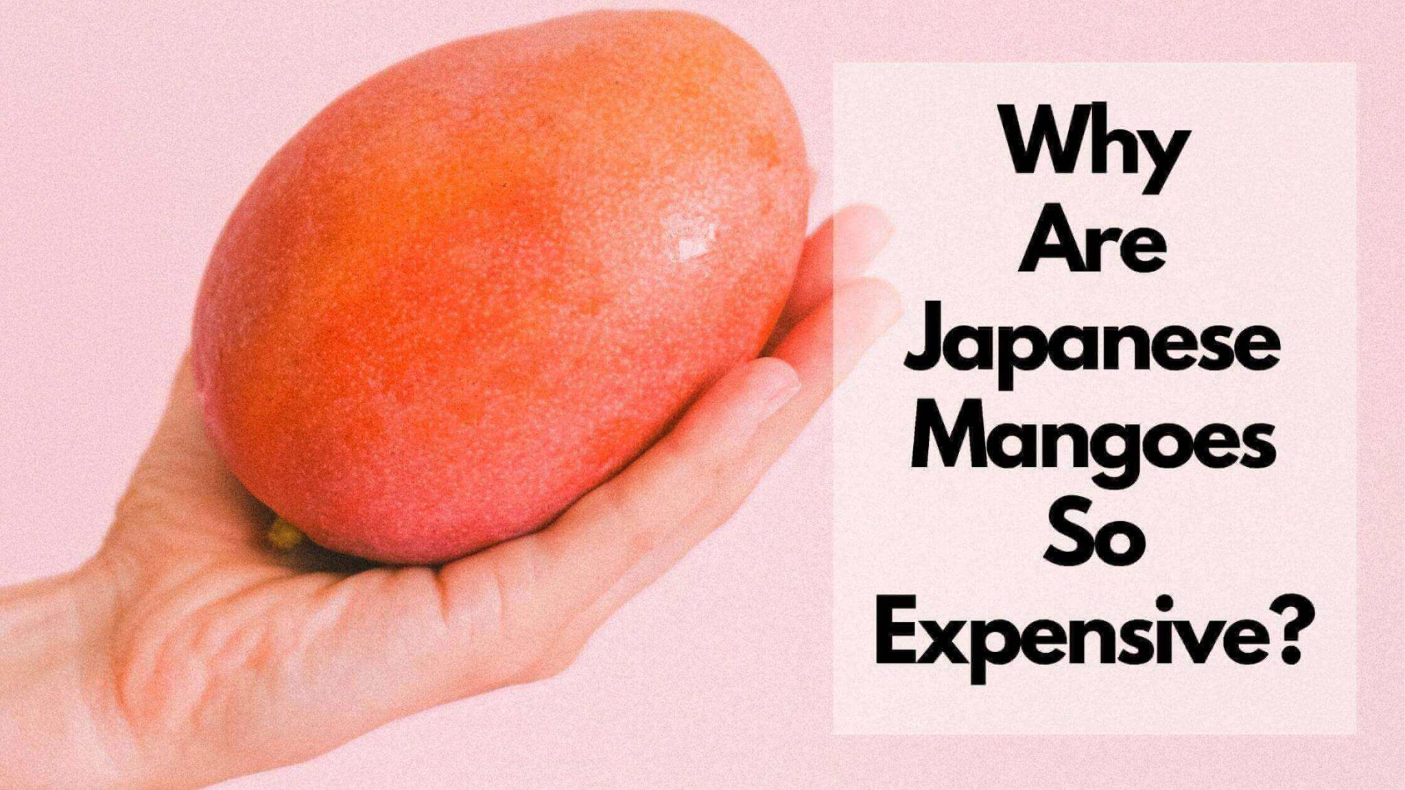 Why Are Mangoes So Expensive In Japan? - Japan Truly