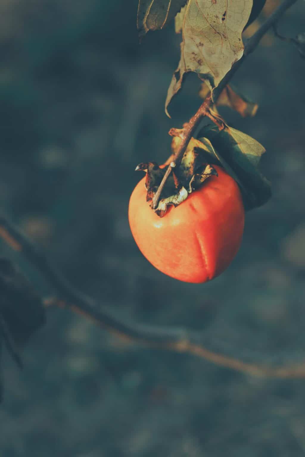 Health Benefits Of Kaki Japanese Persimmon – Japan Truly