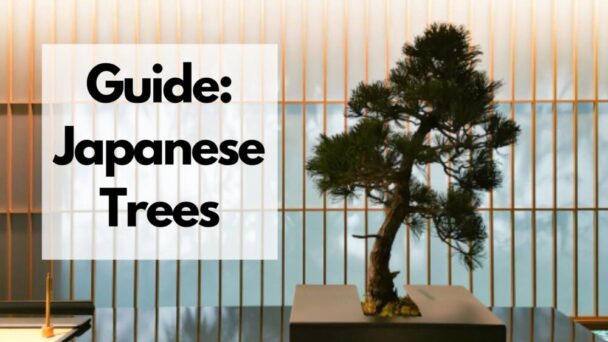 List of Japanese Trees | 14 Important Japanese Trees Names You Should ...