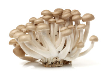 10 Types Of Japanese Mushrooms That You Can EAT! | Japanese Mushrooms ...