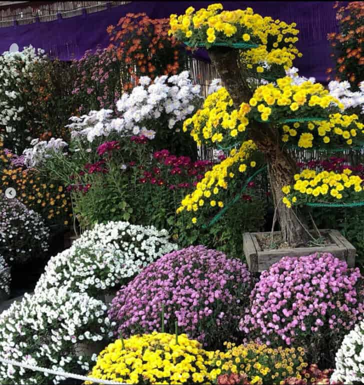 Crisantemo: Símbolo del Trono Japonés - Japan Truly