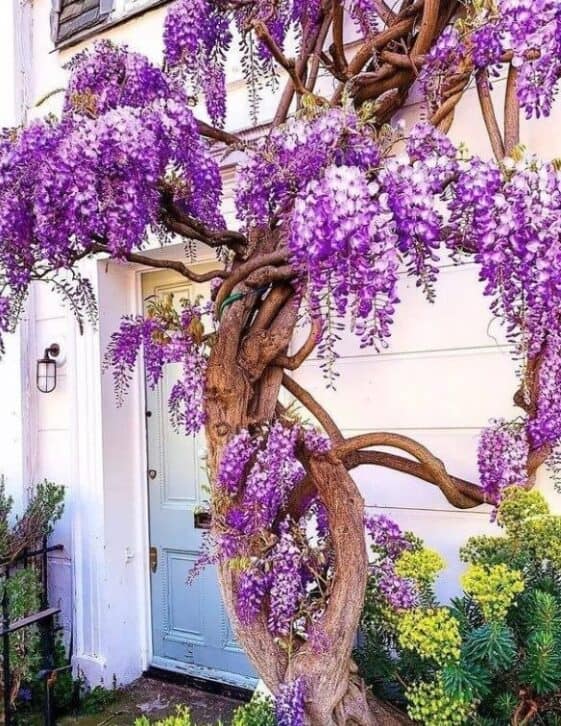 Hanakotoba: Meaning Of Flowers In Japanese – Japan Truly