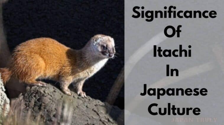 Significado y significado de Itachi (イタチ) en la cultura japonesa ...