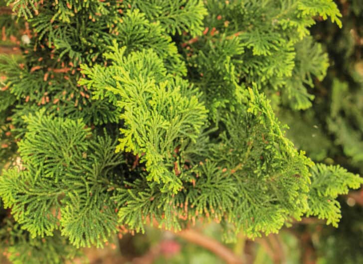 List of Japanese Trees | 14 Important Japanese Trees Names You Should ...