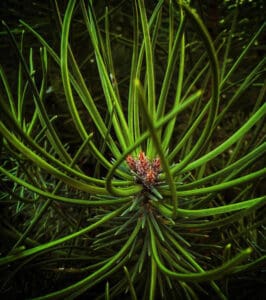 List of Japanese Trees | 14 Important Japanese Trees Names You Should ...