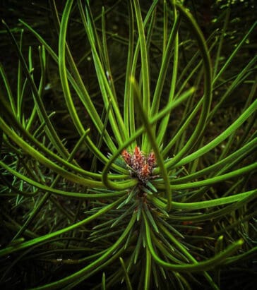 List of Japanese Trees | 14 Important Japanese Trees Names You Should ...