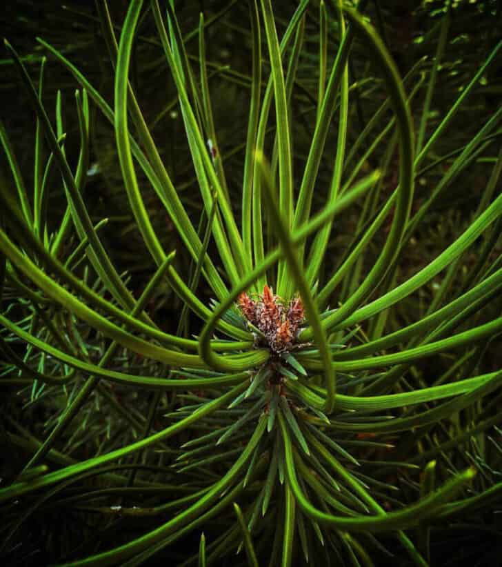 List of Japanese Trees | 14 Important Japanese Trees Names You Should ...