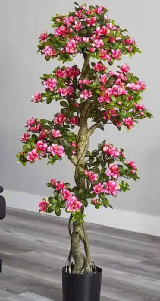 List of Japanese Trees | 14 Important Japanese Trees Names You Should ...