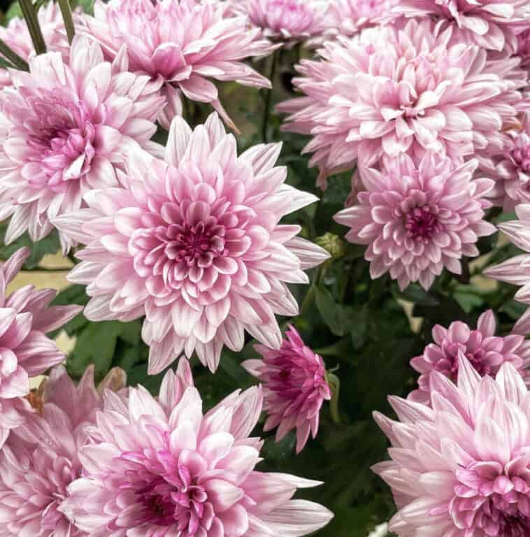 List of Japanese Trees | 14 Important Japanese Trees Names You Should ...