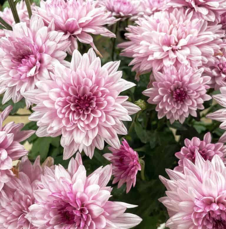 List of Japanese Trees | 14 Important Japanese Trees Names You Should ...