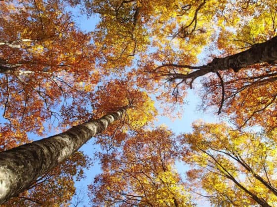 List of Japanese Trees | 14 Important Japanese Trees Names You Should ...