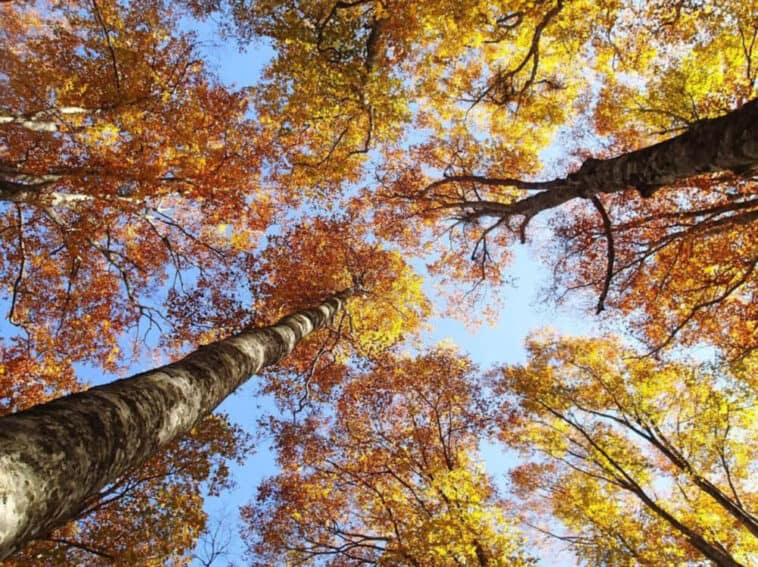 List of Japanese Trees | 14 Important Japanese Trees Names You Should ...