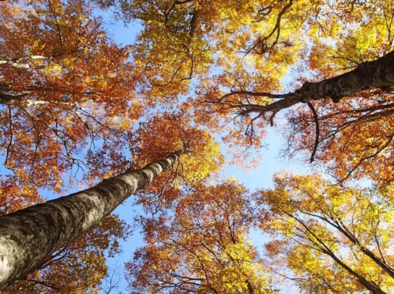 List of Japanese Trees | 14 Important Japanese Trees Names You Should ...