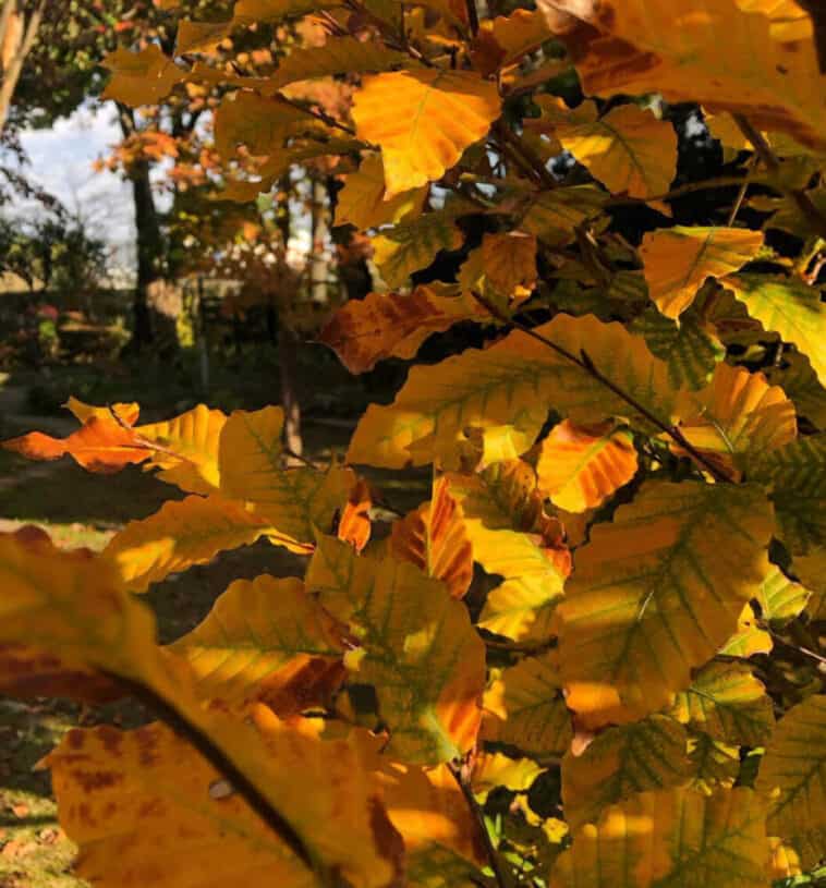 List of Japanese Trees | 14 Important Japanese Trees Names You Should ...