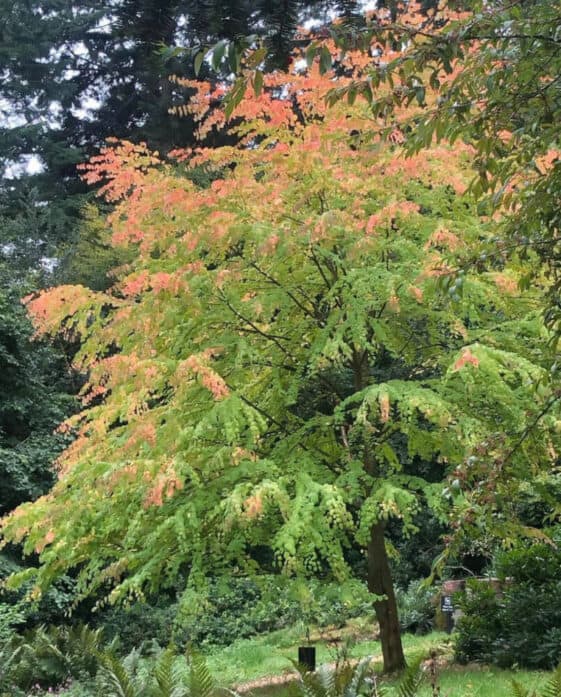 List of Japanese Trees | 14 Important Japanese Trees Names You Should ...