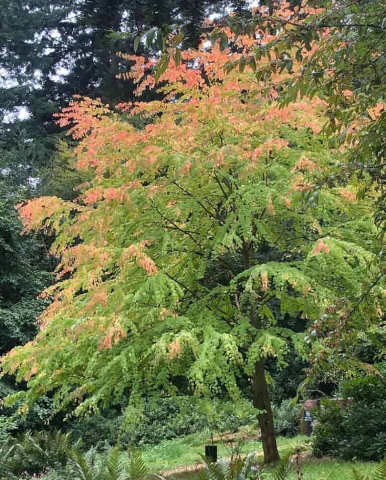 List of Japanese Trees | 14 Important Japanese Trees Names You Should ...