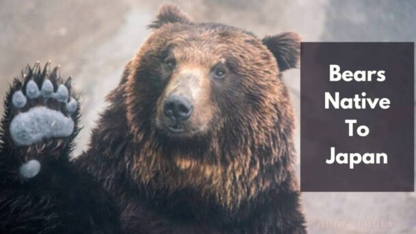 3 Bears Native To Japan: Exploring Asian Black Bear, Japanese Black ...
