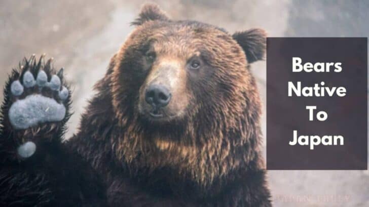 3 Bears Native To Japan: Exploring Asian Black Bear, Japanese Black ...