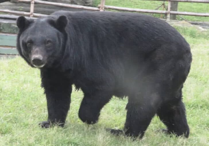 3 Bears Native To Japan: Exploring Asian Black Bear, Japanese Black Be ...