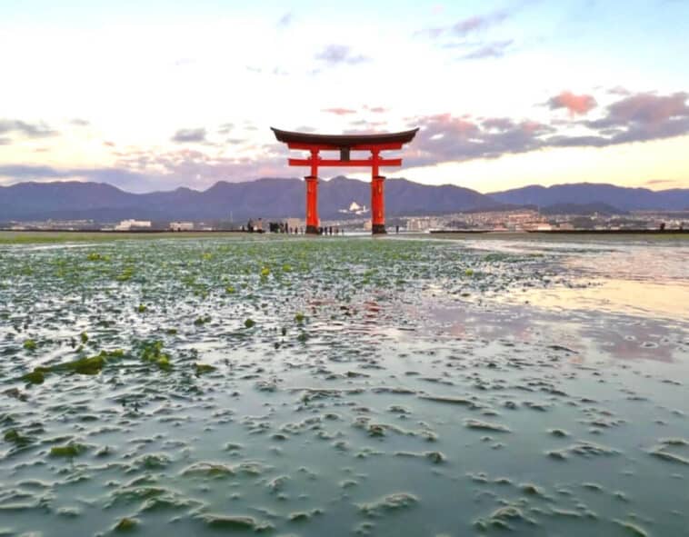 Heading To Hiroshima: Enjoy 3 Local Activities On Miyajima Island In A ...