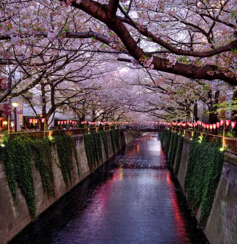 Most Popular Cherry Blossom Spot With Meguro River Hanami Cruise ...