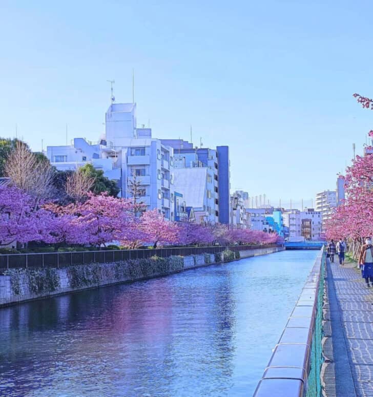 Celebrate Oedo Fukagawa Sakura Festival, Edo Period-Style Hanami Along ...
