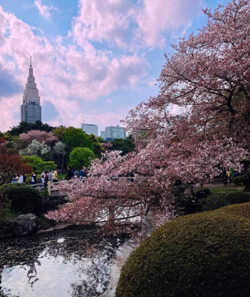 ¿Cuál es el mejor lugar para ver sakuras en Tokio? - Japón Verdadero