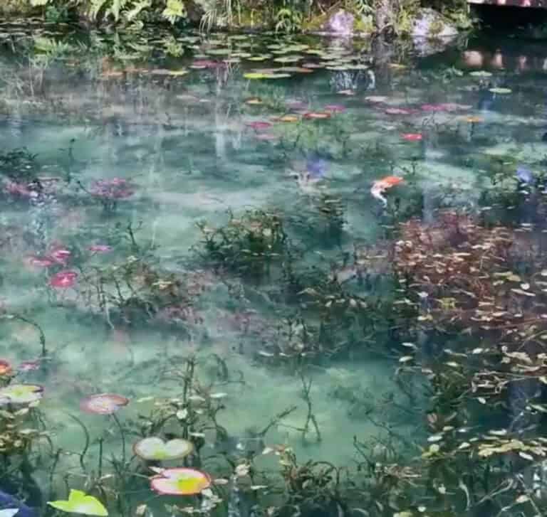 Travel Secrets of East Japan: Exploring Monet's Pond and Kiyomizu in T ...